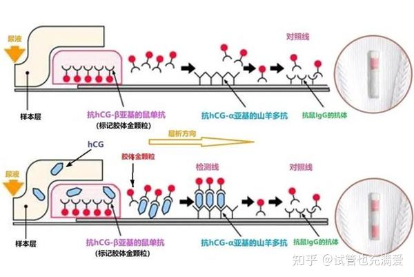 全面解析孕期HCG值的相关知识 - 知乎