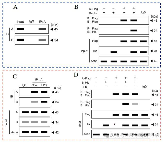 超详细COIP条带解读攻略 - 知乎