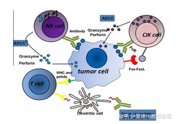 CIK细胞具有T细胞和NK细胞双重功能，临床研究中疾病控制率100%！ - 知乎