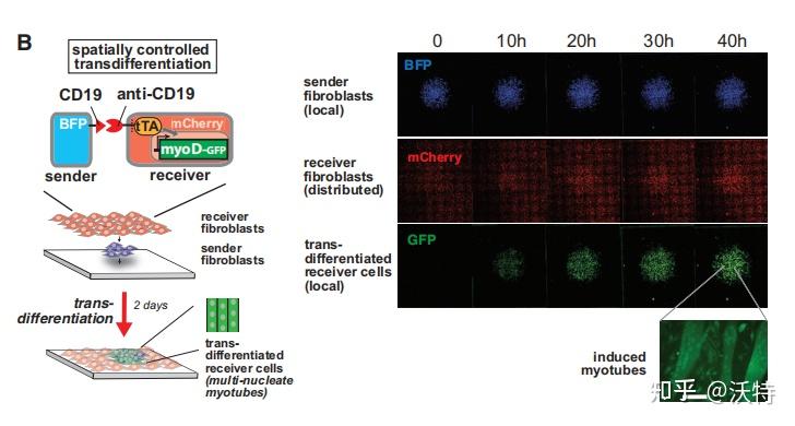 2016[Cell] 利用合成Notch受体（synNotch）定制细胞传感和反应行为 - 知乎