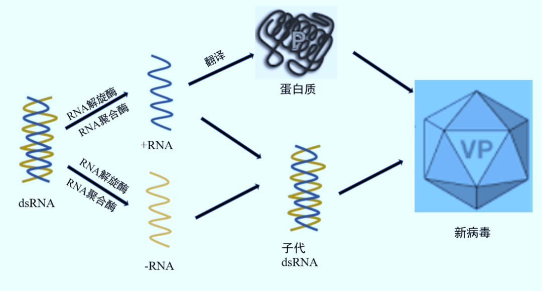 病毒的分类及结构特点 - 知乎