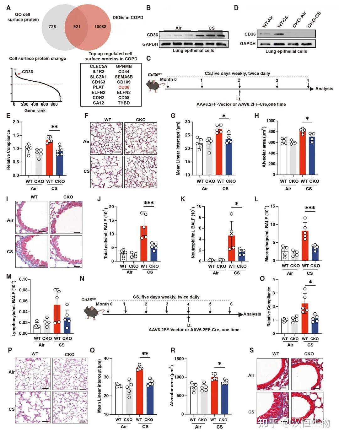 Cell Rep Med | 河南中医药联合武大研究团队发现潜在靶点：CD36 - 知乎