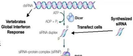 RNAi的原理和载体构建 - 知乎