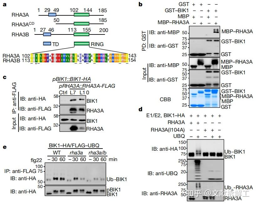 【Nature论文拆解】配体诱导的BIK1单泛素化调节植物免疫力 - 知乎