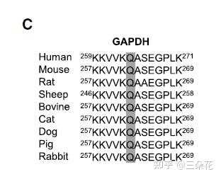 （1）GAPDH的功能作用？ - 知乎