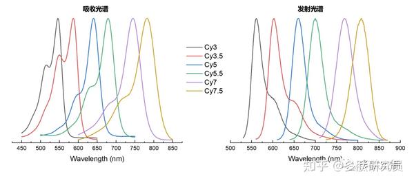 菁染料Cy7|Cy5|Cy5.5|Cy3荧光标记介绍 - 知乎