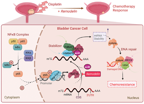 客户文章| 林天歆团队揭示mRNA终止密码子附近ac4C修饰的调控功能，发现膀胱癌顺铂化疗耐药的新机制 - 知乎
