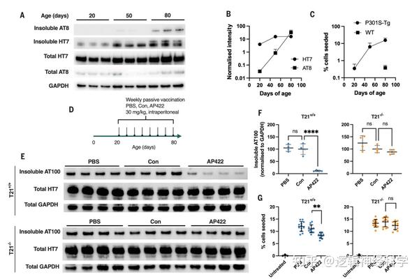 Science︱重磅！剑桥大学团队证明胞内抗体TRIM21介导小鼠模型中tau蛋白免疫治疗的有效性 - 知乎