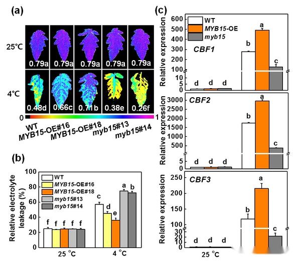【Plant Cell Environ】HY5和MYB15转录因子通过CBF途径正调控番茄的耐寒性 - 知乎