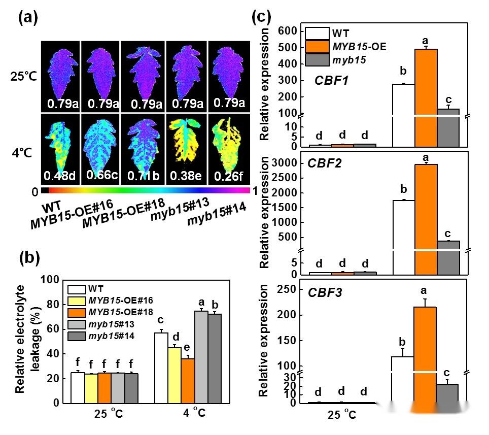【Plant Cell Environ】HY5和MYB15转录因子通过CBF途径正调控番茄的耐寒性 - 知乎
