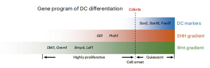 前沿生信服务丨单细胞透视镜：GeneTrajectory揭示基因动态新维度 - 知乎