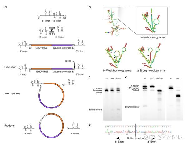 不容错过！人工制备环状RNA的策略 - 知乎