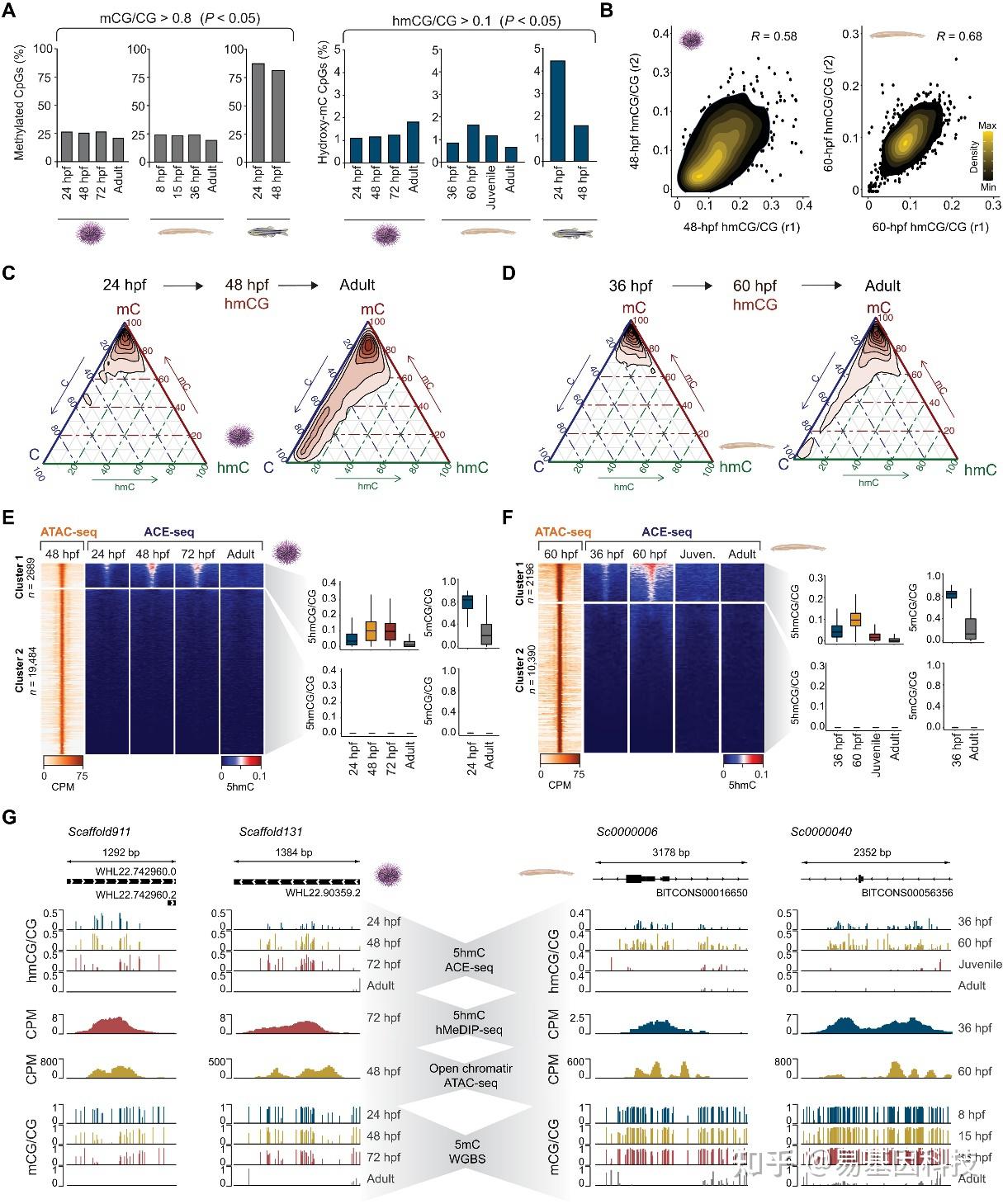 易基因｜动物发育过程中顺式调控区域的活性DNA去甲基化早于脊椎动物起源：重磅研究 - 深圳市易基因科技 - 博客园