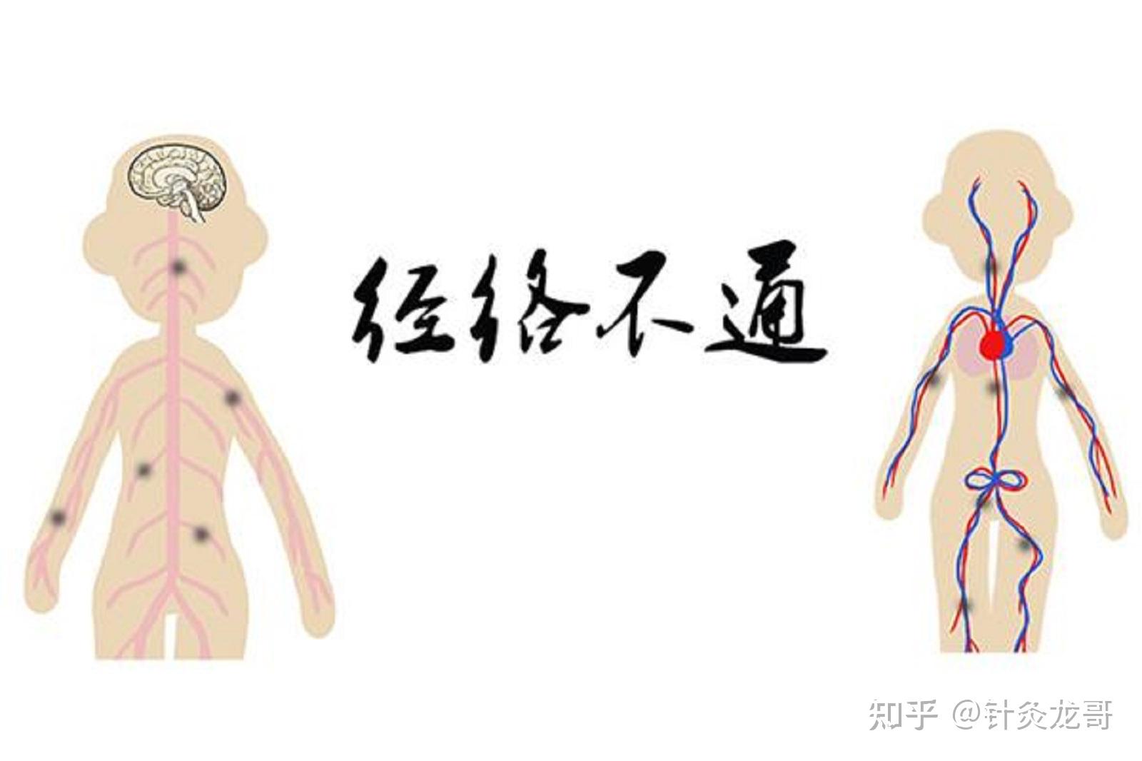 经络是什么?经络堵了会怎样?如何疏通经络? 知乎