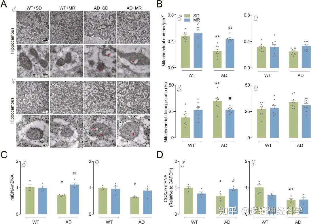 Redox Biol︱西农刘志刚等首次揭示蛋氨酸限制饮食可改善AD认知功能障碍 - 知乎