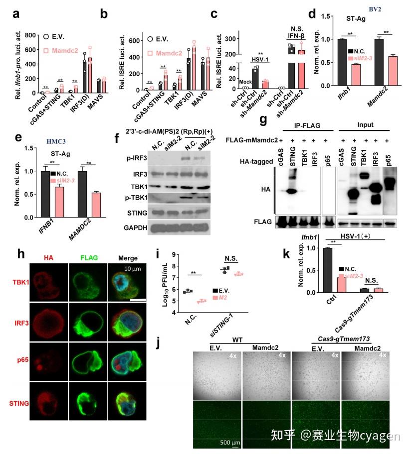 IF:38.63，MAMDC2介导的小胶质细胞先天性抗病毒免疫与阿尔茨海默症相关——暨南大学王一飞教授团队新发现 - 知乎