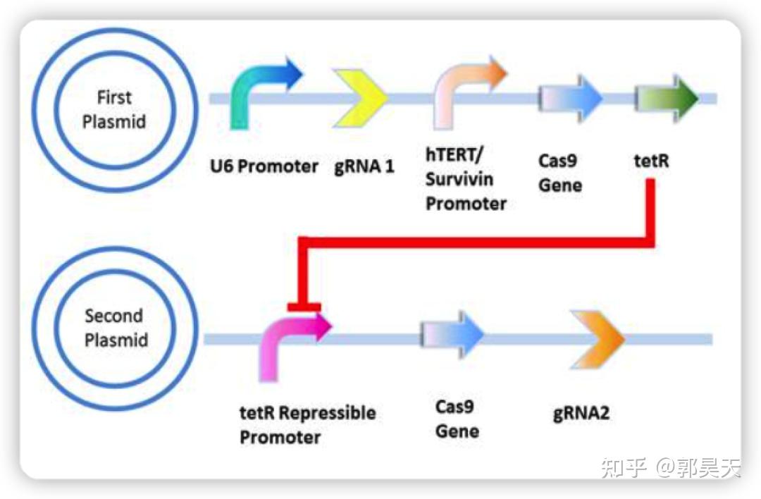 Ailurus Hub｜常用启动子推荐（上） - 知乎