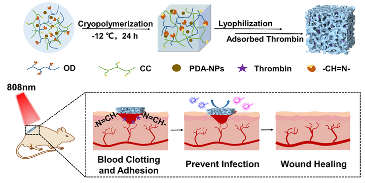 《Carbohyd. Polym.》：多糖基海绵伤口敷料，快速止血&有效杀菌 - 知乎