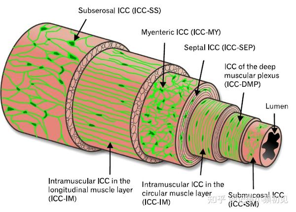 Cajal间质细胞的分类 - 知乎