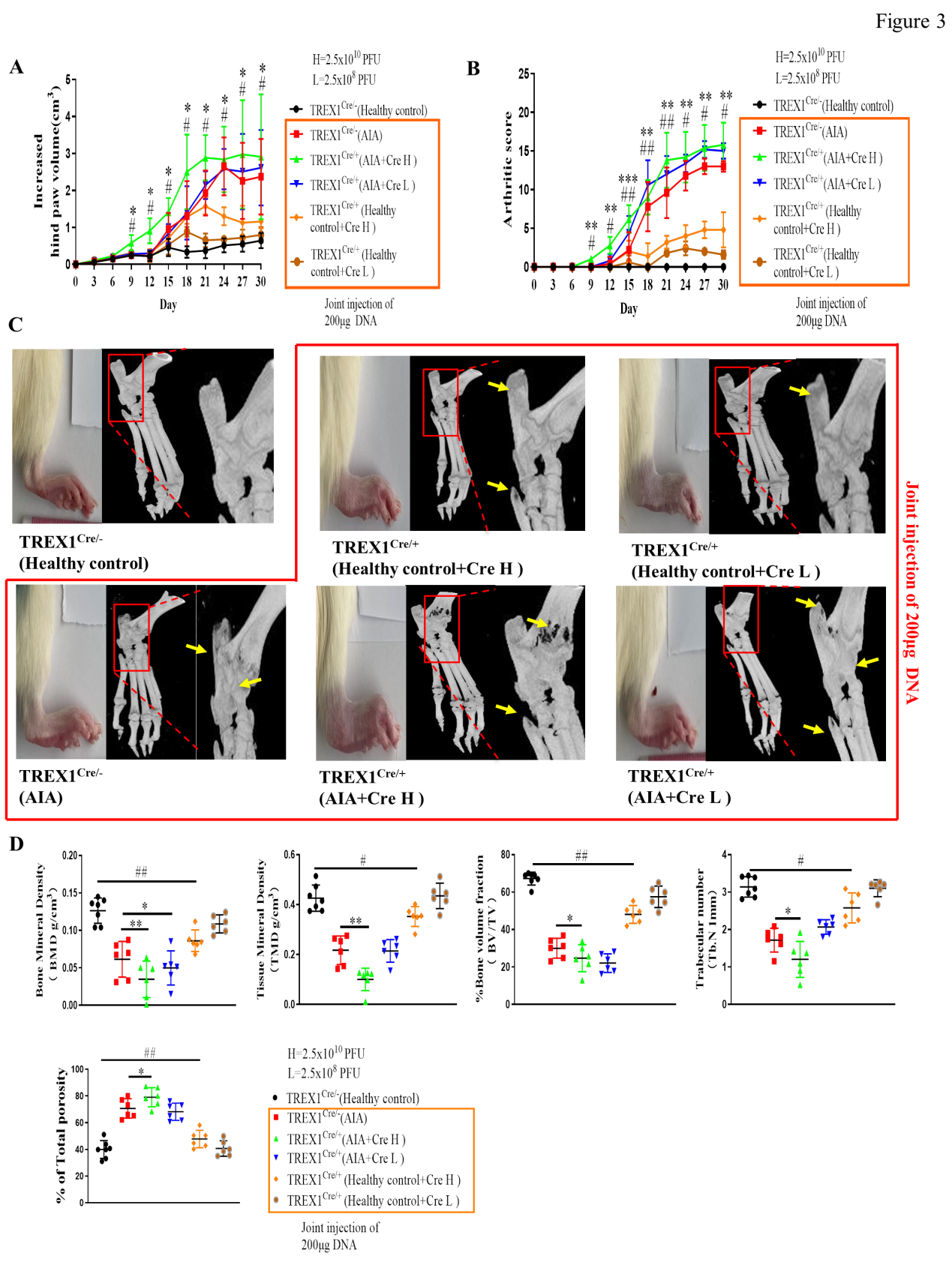 上调TREX1减少DNA片段积累或成类风湿性关节炎防治新策略！ - 知乎