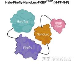 新型蛋白降解技术NanoTAC 来了！与PROTAC相比，有何不同？ - 知乎