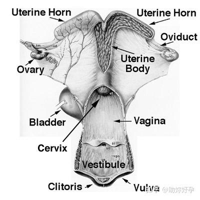 母马解刨学 - 知乎