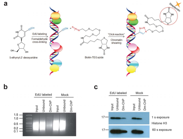 Pull-down实验大家族一览 - 知乎