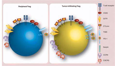 Nat Immu | 调节性T细胞的TCR序列特征决定其命运，可应用于肿瘤微环境改造 - 知乎