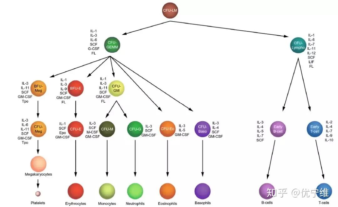 细胞因子Cytokine的机制与检测 - 知乎