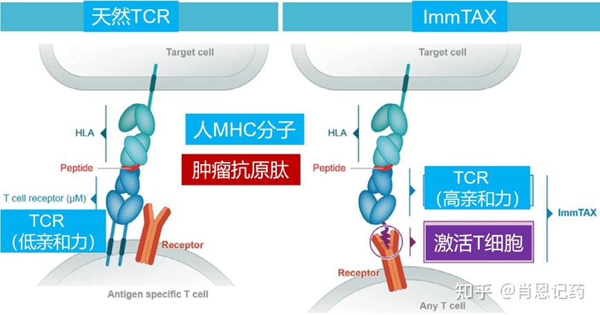 记住所有FDA生物药 | gp100×CD3 TCR双抗 | Tebentafusp 替本福司 | 葡萄膜黑色素瘤 - 知乎