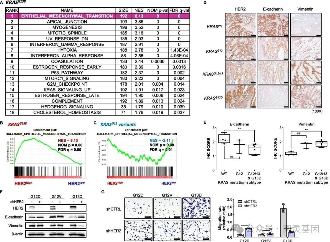 Mol Cancer | 突破性发现：靶向 HER2-ELF3-KRAS 轴为 KRAS G13D 结直肠癌提供精准治疗新策略 - 知乎