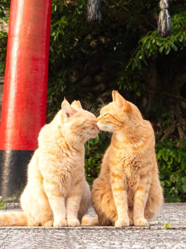 原来亲吻就可以看出ta厉不厉害！ - 知乎