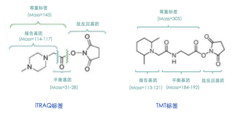 iTRAQ/TMT标签结构以及相对定量原理详解 - 知乎