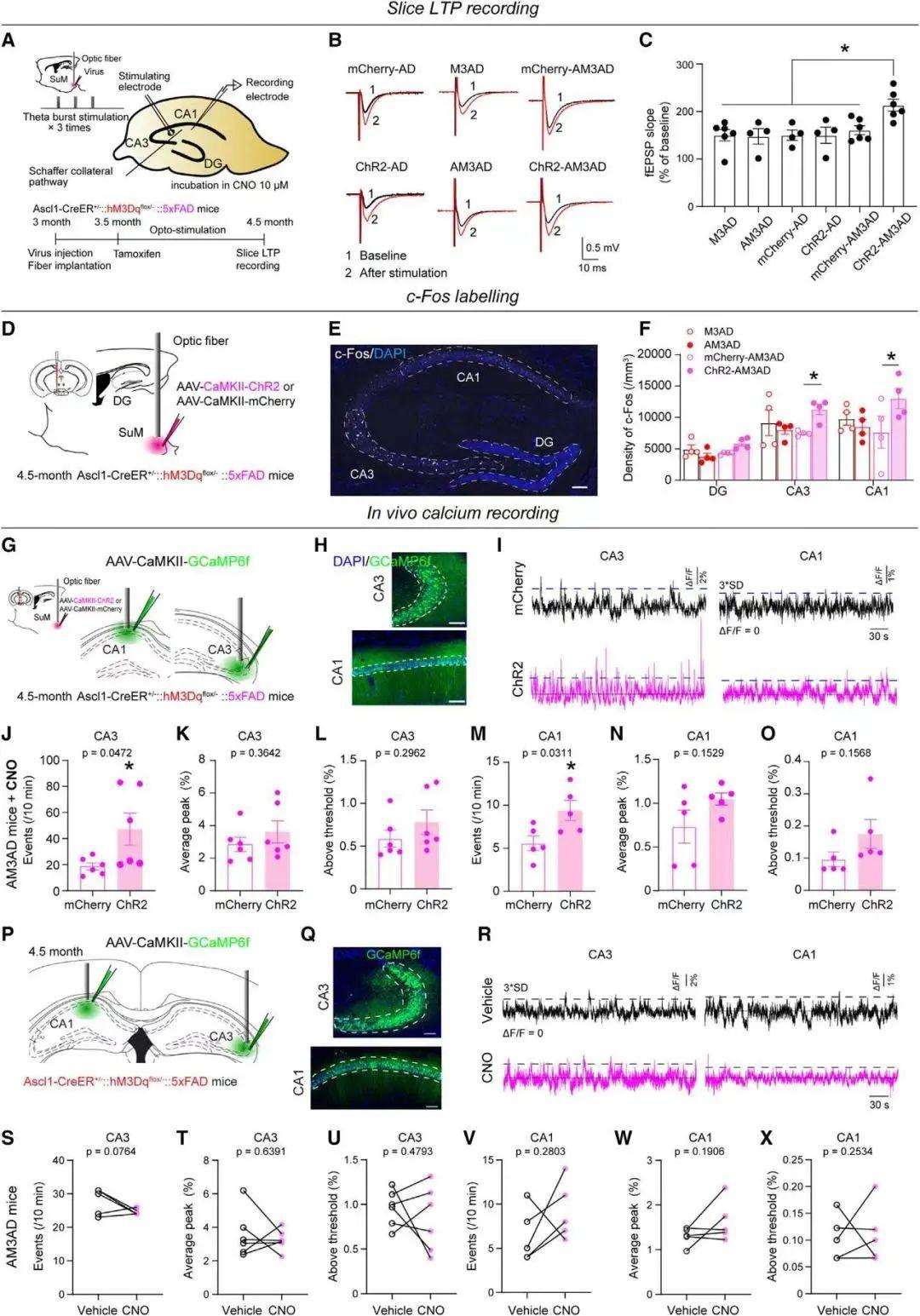 Cell Stem Cell：下丘脑调控成年海马新生神经元改善AD认知情感障碍 - 知乎