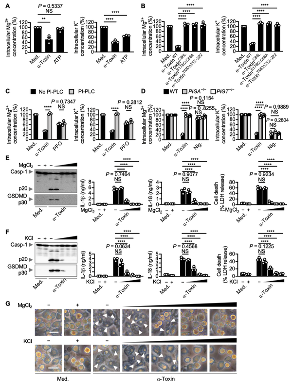 Science子刊丨败毒梭菌α-毒素通过与 GPI 锚定蛋白结合来激活 NLRP3炎症小体 - 知乎