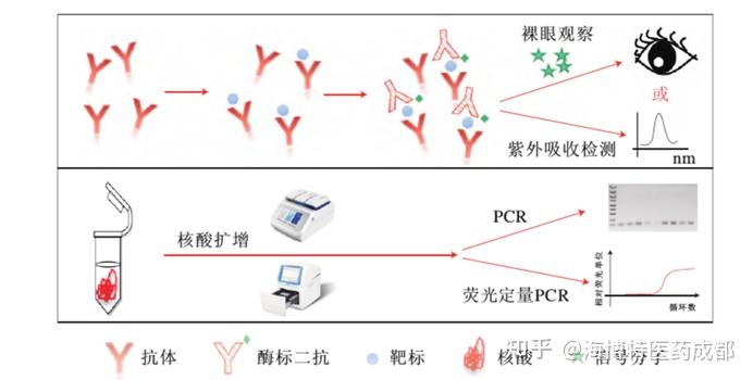 海博特CRO带你了解CRISPR在食源性致病菌检测中的应用 - 知乎