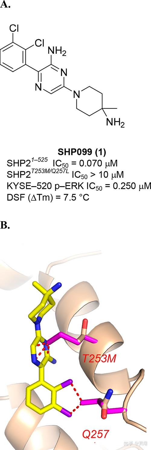 SHP2磷酸酶的双变构抑制 - 知乎