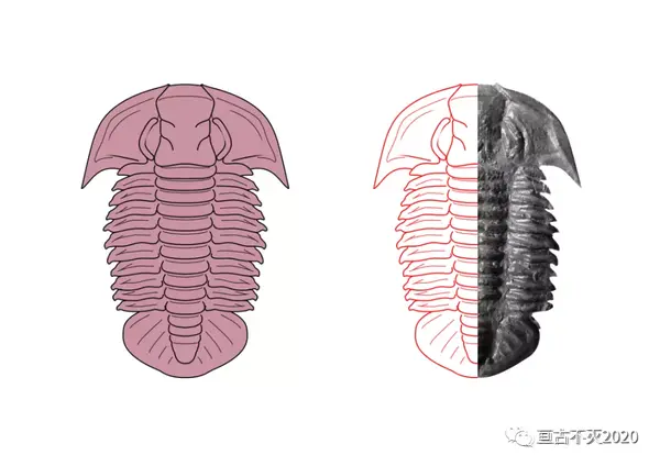 湘西早奥陶纪列夕生物群 - 知乎