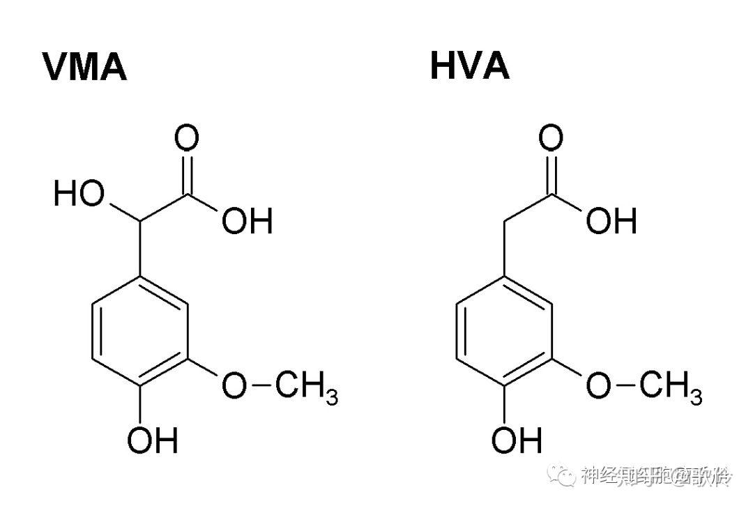 神经母细胞瘤的VMA和HVA检查 - 知乎
