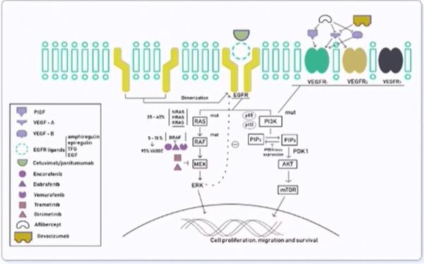 基因&用药 ‖ BRAF V600E突变靶向药物在结直肠癌中的研究进展-上 - 知乎