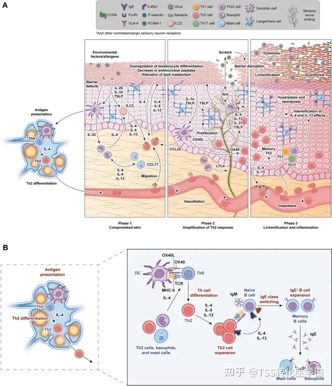 【Dermatology & Therapy】 2 型免疫相关的自免性疾病的当前和新兴的策略概述 - 知乎
