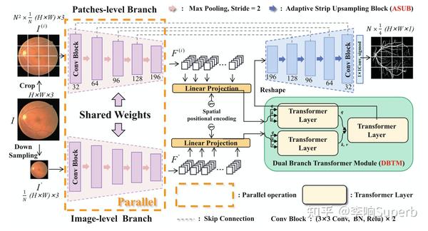 MICCAI 2022：使用自适应条形采样和双分支 Transformer 的 DA-Net - 知乎