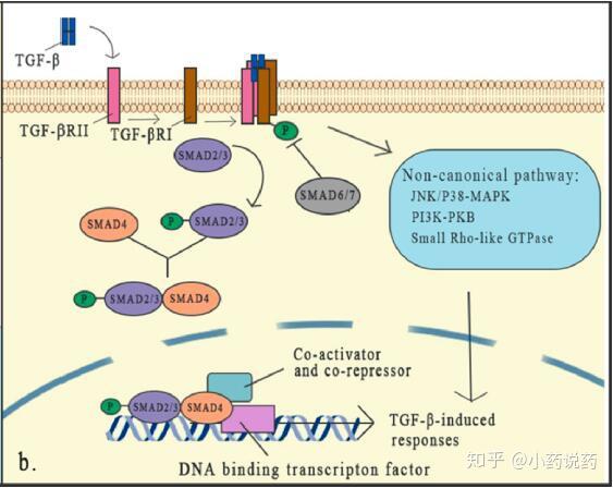 TGF-β在肿瘤微环境和肿瘤治疗中的作用 - 知乎