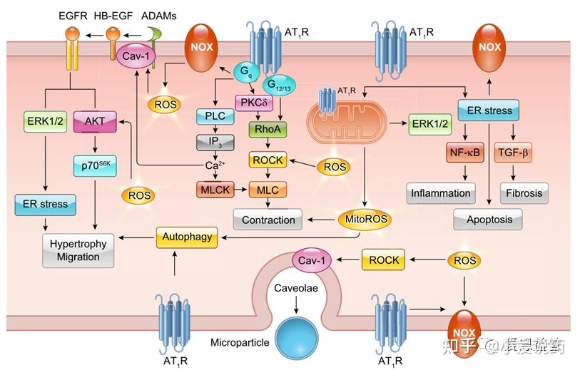 《爱求索》之血管紧张素AT1和AT2受体在疾病中的作用 - 知乎