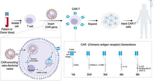 宾大与暨南大学团队，最新mRNA递送CAR-T综述！ - 知乎