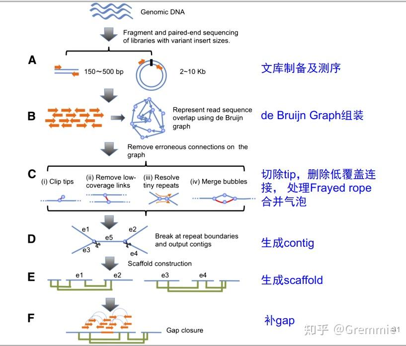 基因组装的概念/算法(OLC,K-mer)详解 - 知乎