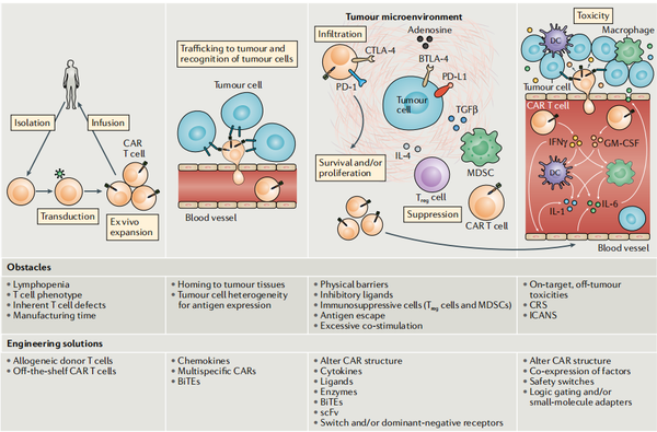 细胞治疗临床检测解决方案——PK/PD篇 - 知乎
