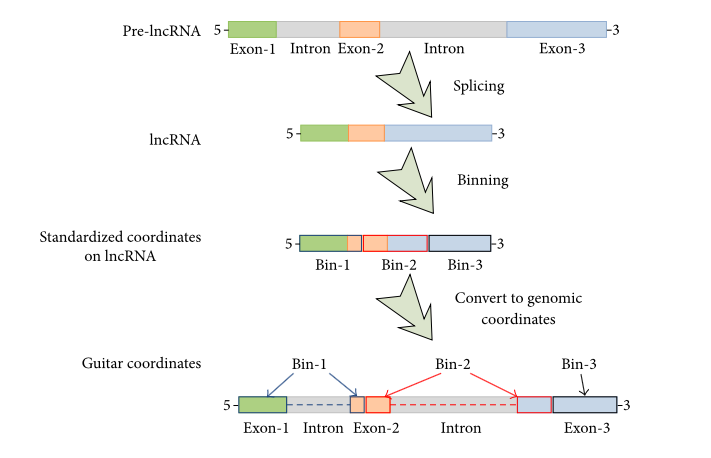 RNAseq reads 分别在3‘UTR，CDS以及5’UTR区域的分布plotprofile - 知乎