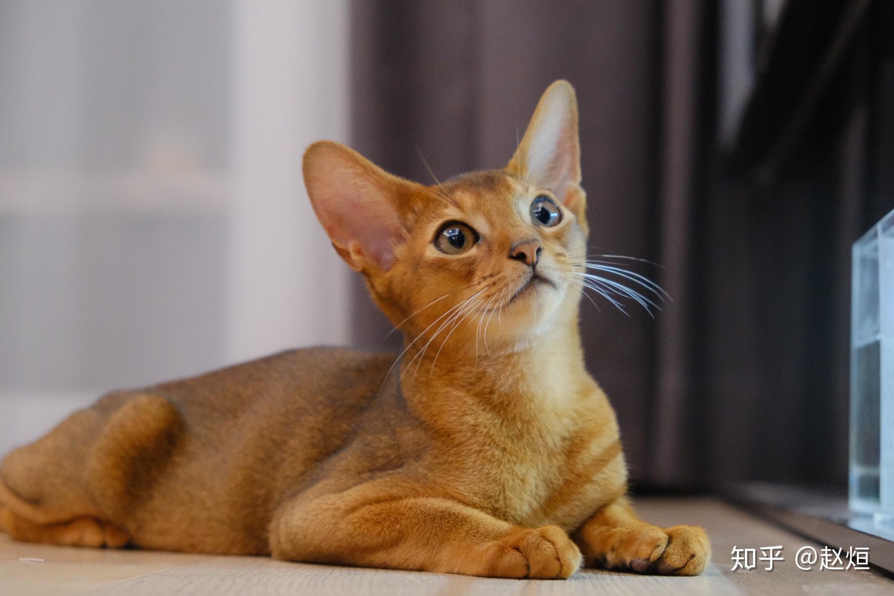 养阿比西尼亚猫（abyssinian）是种什么样的体验？这个品种有什么特点？ - 知乎