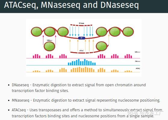 ATAC-seq分析：教程简介（1） - 知乎